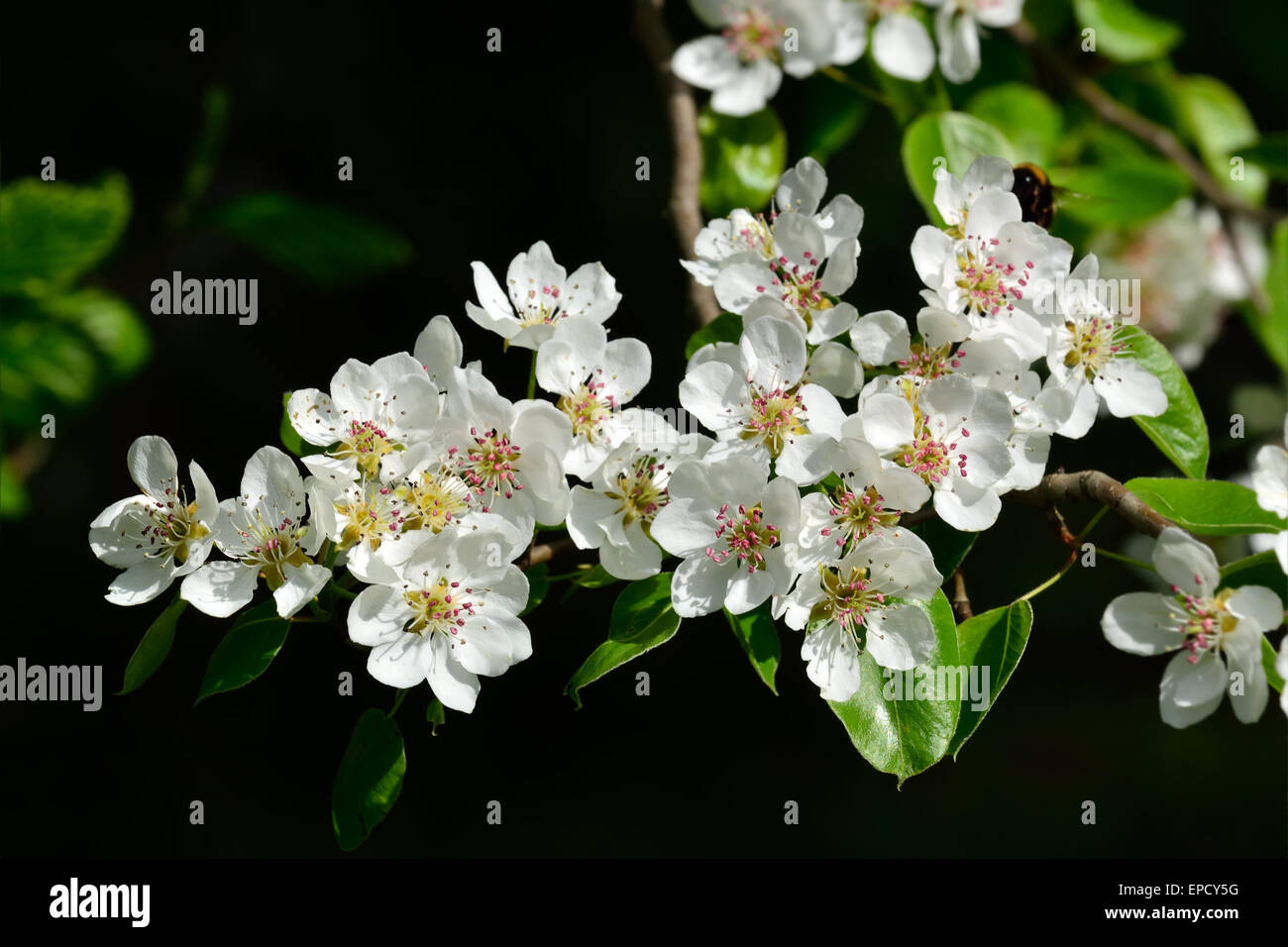 Pyrus communis. Beautiful flowers closeup. Spring background Stock ...