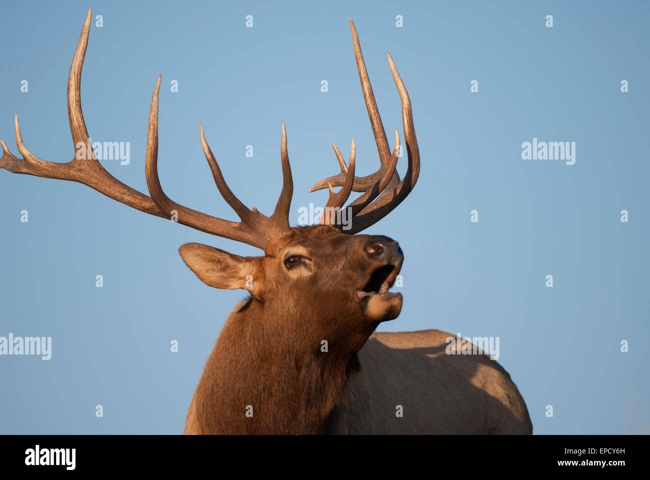 Bugling bull elk hi-res stock photography and images - Alamy