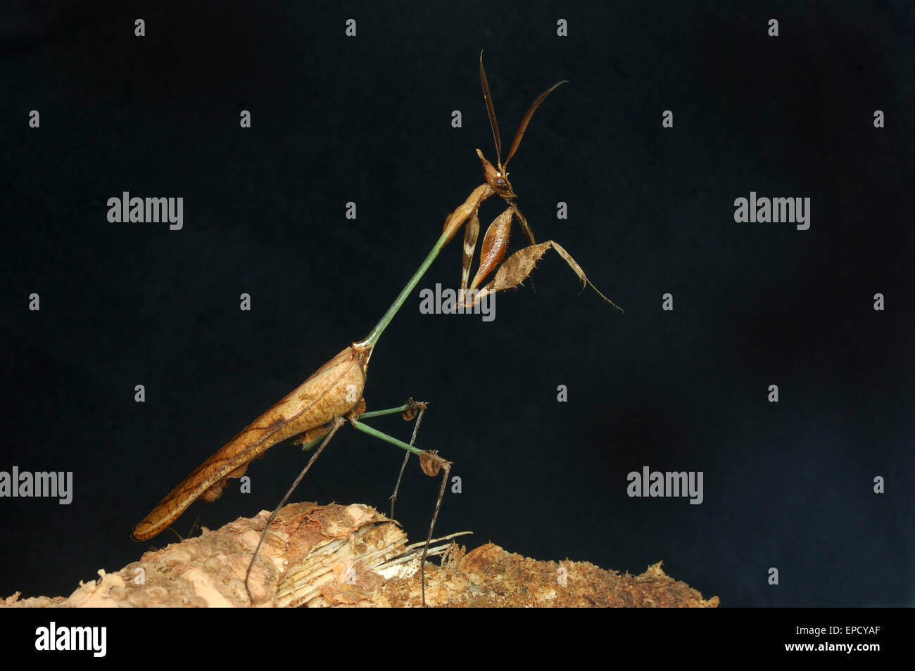 Well camouflaged mantis similar to the Violin Praying Mantis, in Tamil ...