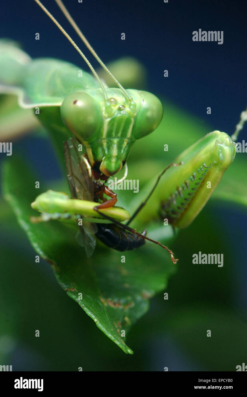 Praying mantis eating another mantis hi-res stock photography and ...