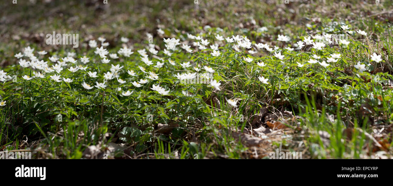 The first spring flowers - white snowdrops, panorama Stock Photo - Alamy