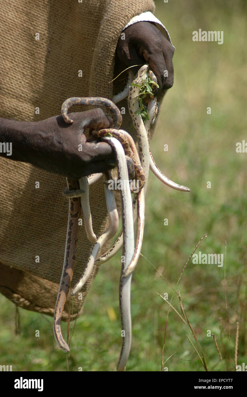 Snake catcher with a handful of young vipers, Tamil Nadu, South India ...