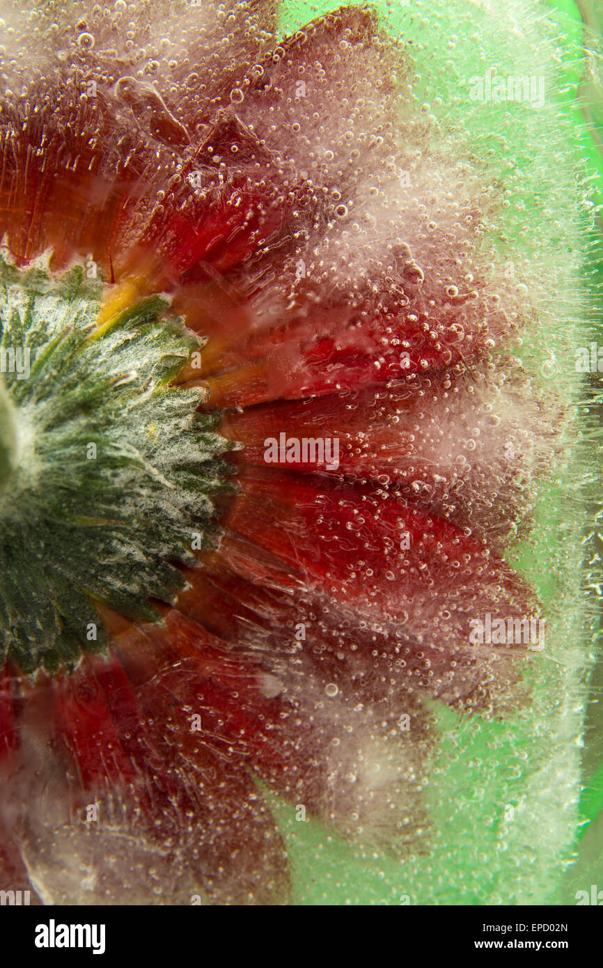 frozen flora - red gerbera flower frozen into a block of ice Stock ...