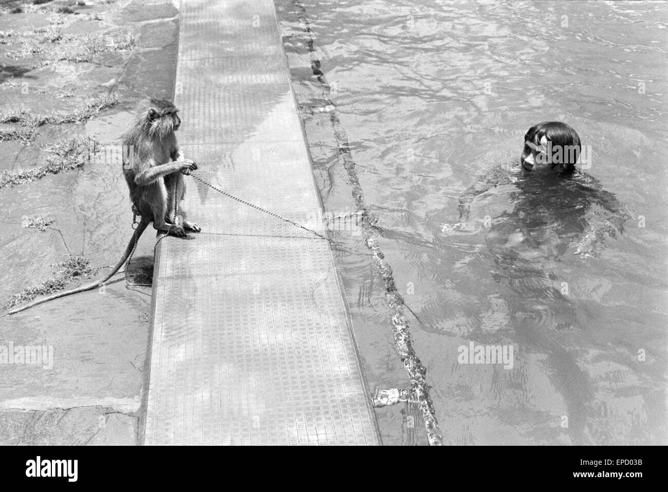 Monkey by a swimming pool Stock Photo - Alamy