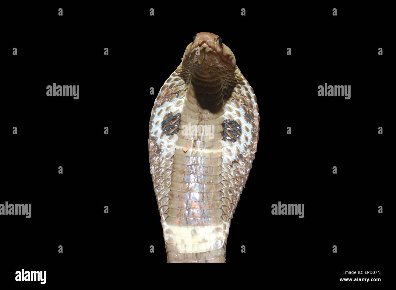 Indian Cobra, Naja naja, with flared hood against black background ...