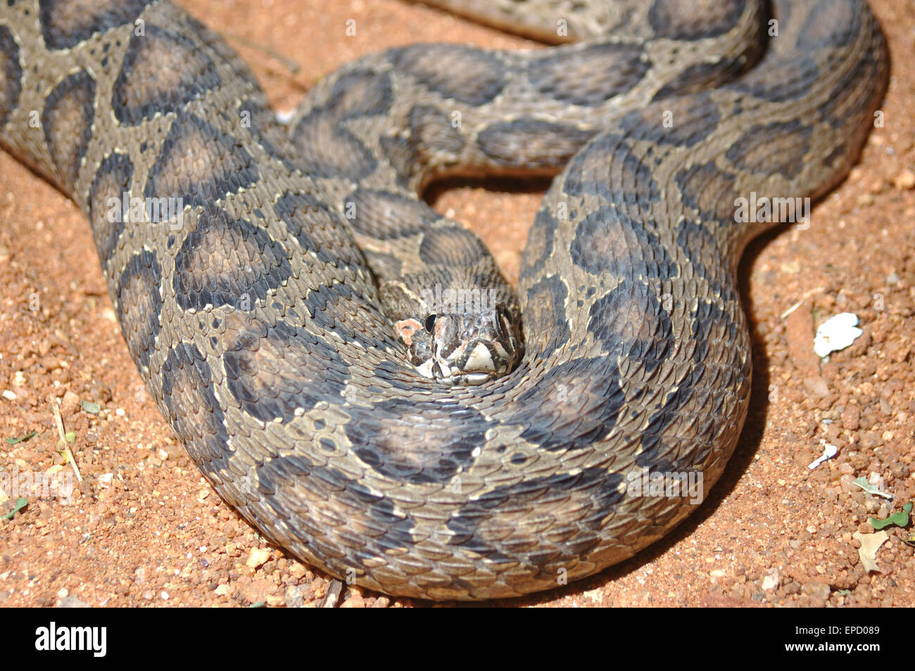 Adult Russell's Viper, Daboia russelii, Tamil Nadu, South India Stock ...