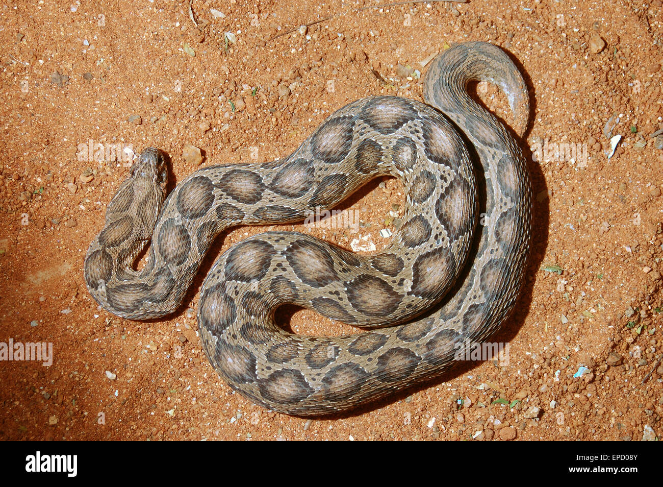 Adult Russell's Viper, Daboia russelii, Tamil Nadu, South India Stock ...