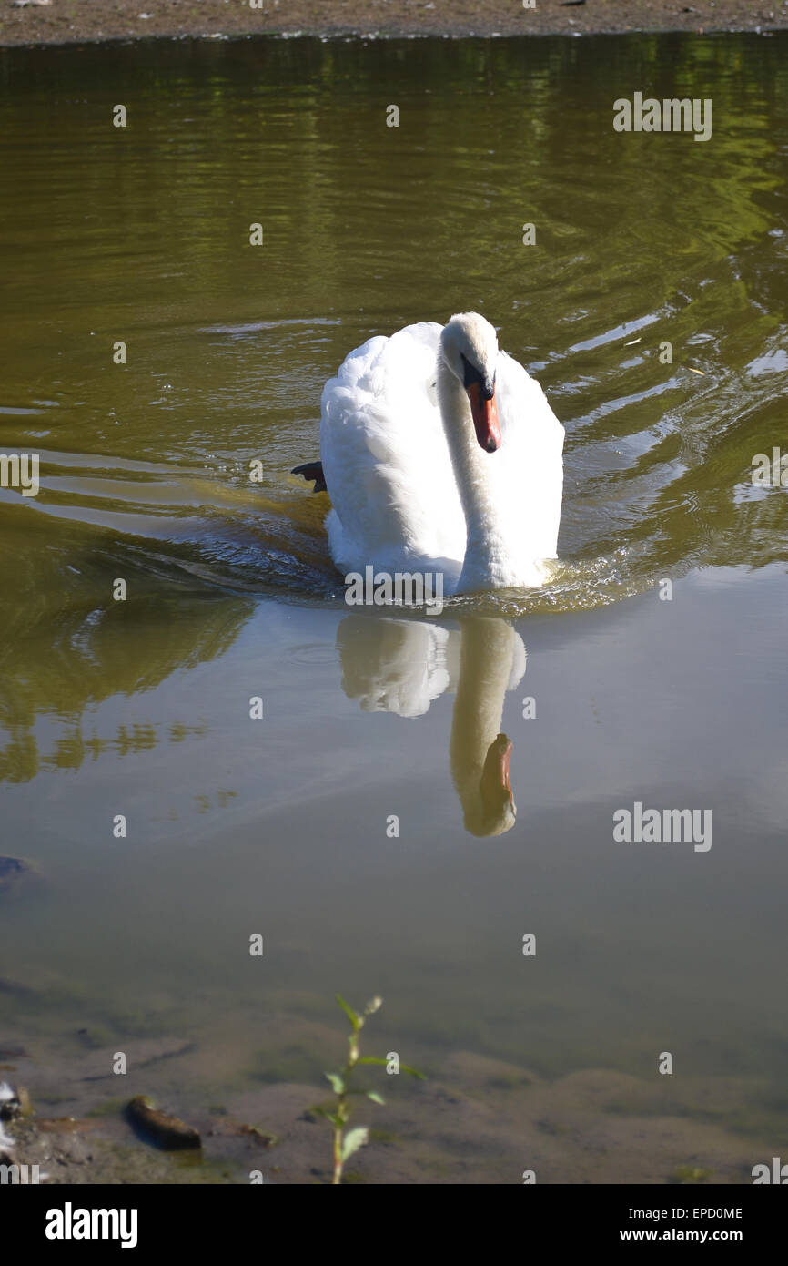 A beautiful but lonely white swan on a small lake, very peaceful on a ...