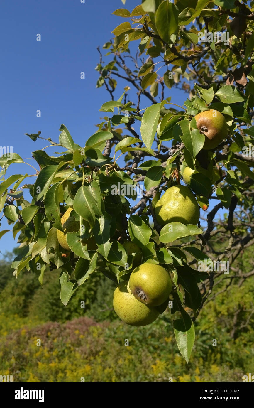 A bunch of ripe pears on a tree under bright blue sky in beautiful ...