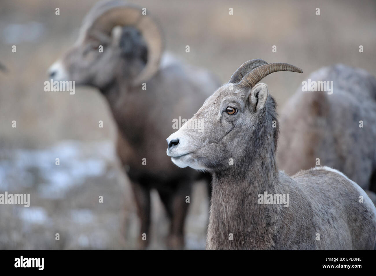 During the Bighorn Sheep (Ovis canadensis) rut a ewe is never far from ...