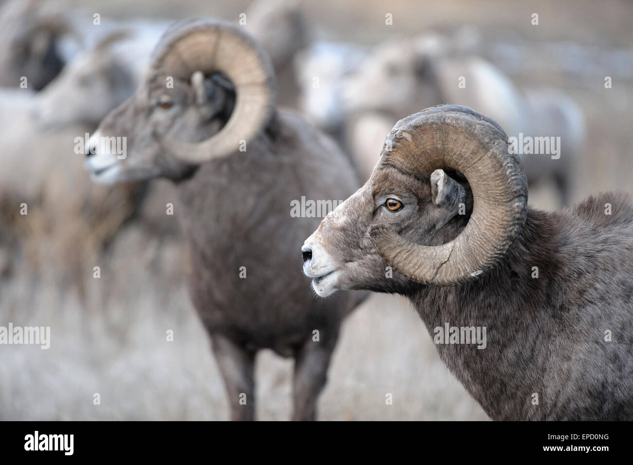 Sheep mating hi-res stock photography and images - Alamy