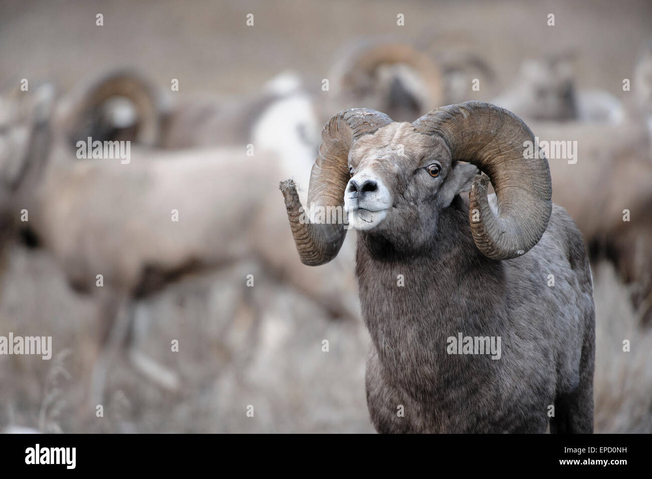 Bighorn Ram (Ovis canadensis) during the Fall rut, Western Montana ...