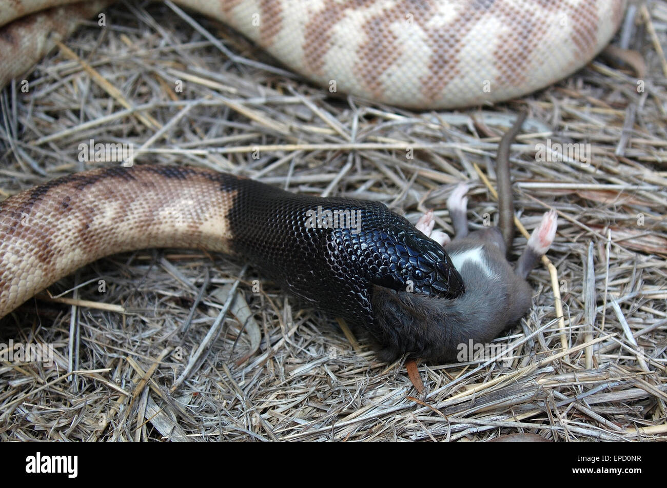 Australian black headed python, Aspidites melanocephalus, swallowing a ...