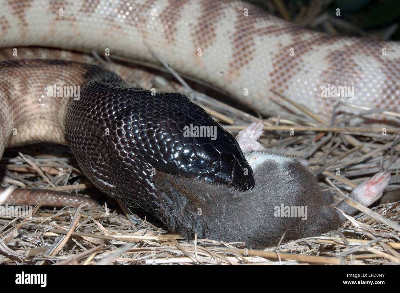 Australian black headed python, Aspidites melanocephalus, swallowing a ...
