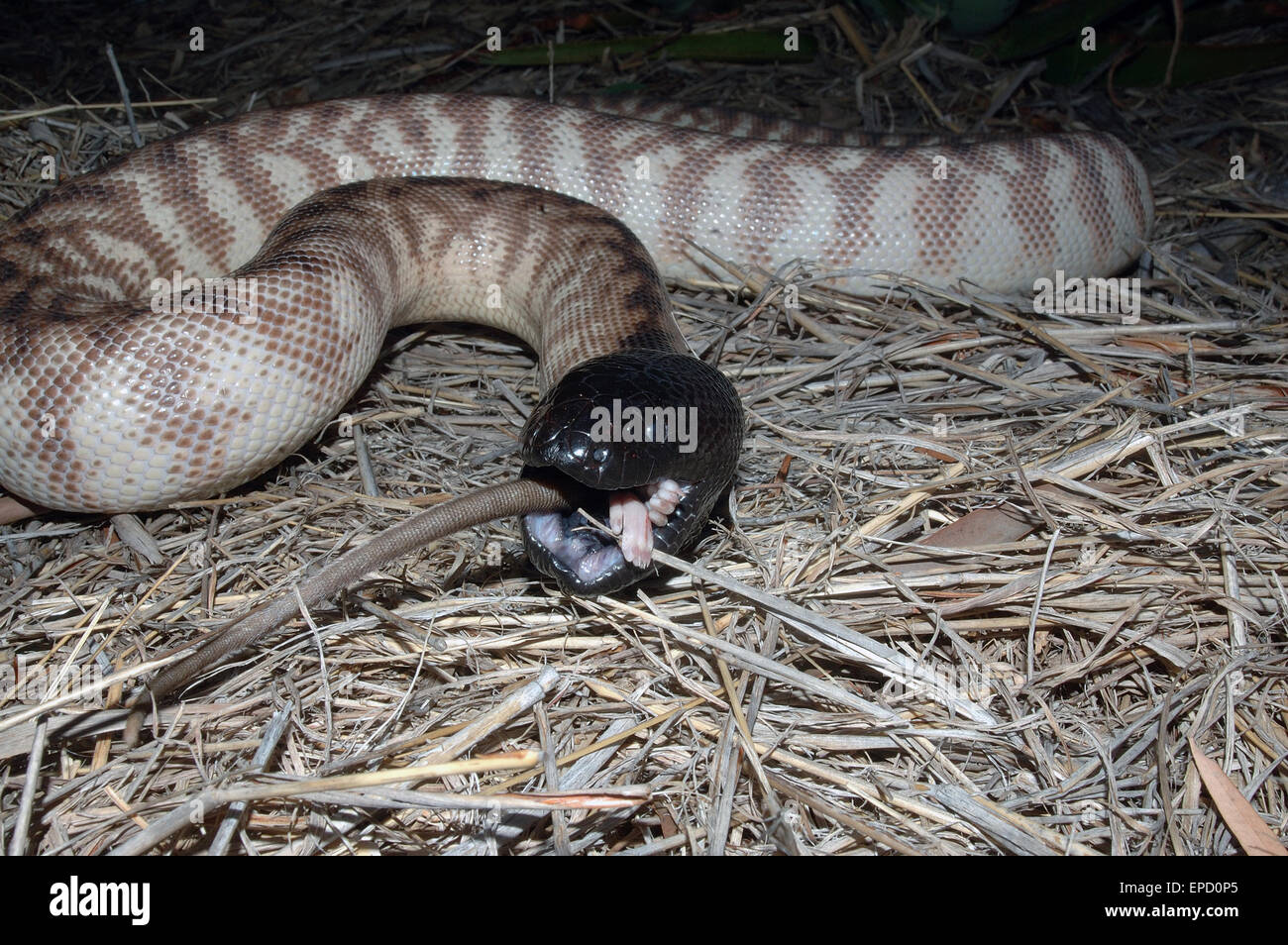 Australian Black Headed Python Aspidites Melanocephalus Swallowing A Black Rat Rattus Rattus