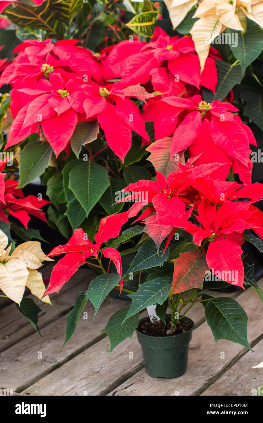 Red christmas poinsettia plants in pots hi-res stock photography and ...