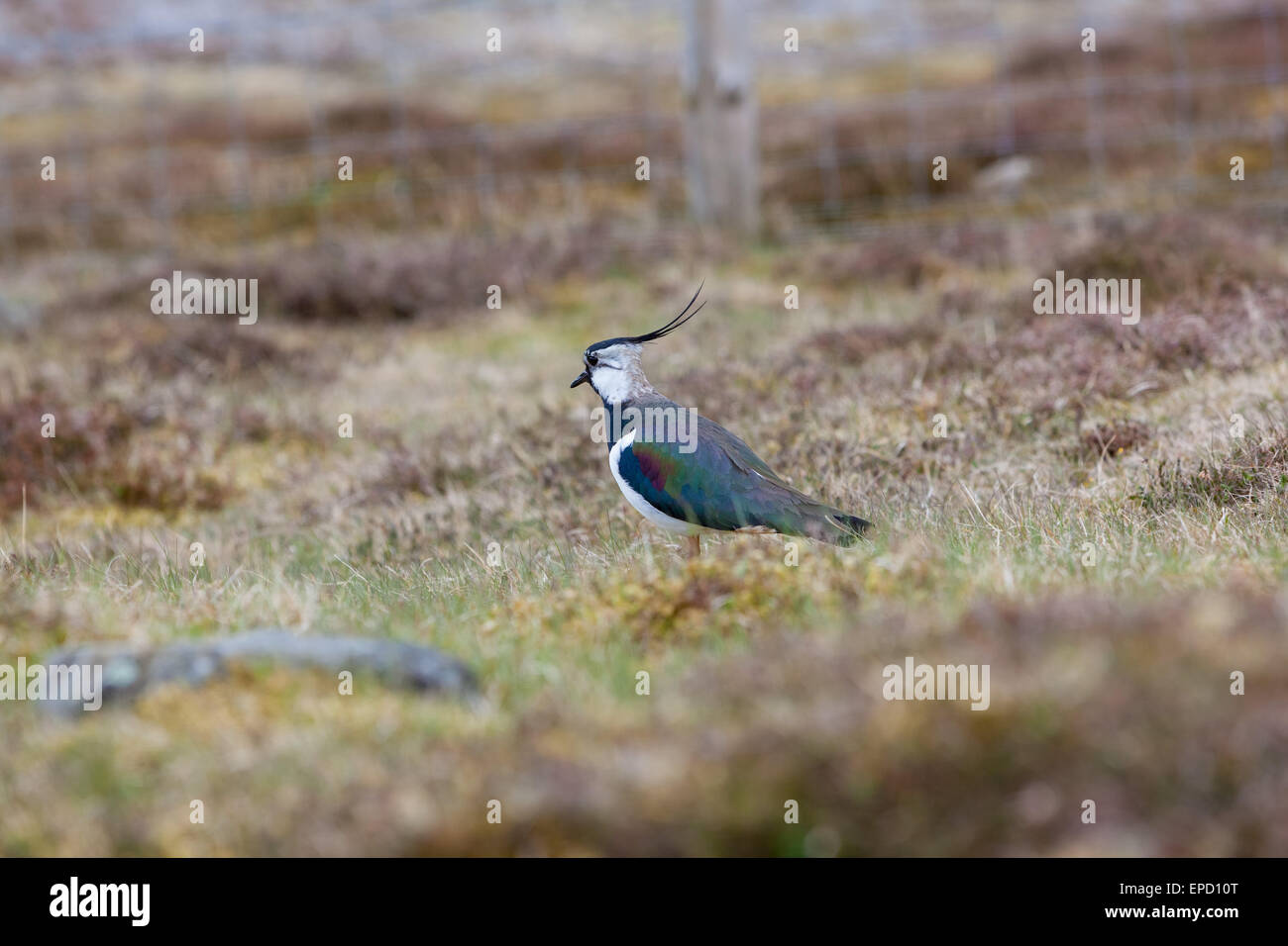 Glen esk hi-res stock photography and images - Alamy