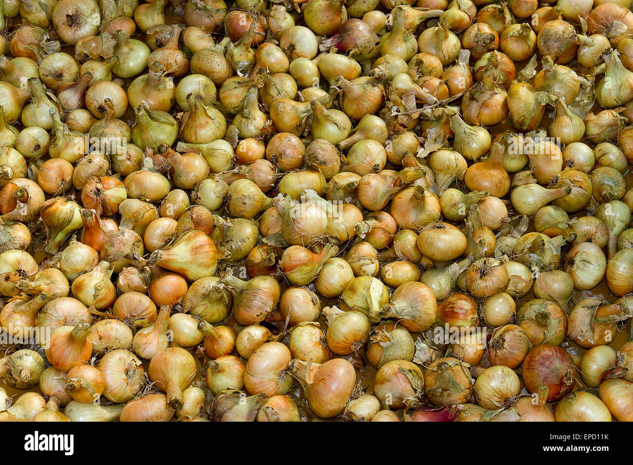 Drying of the big crop of onions Stock Photo - Alamy