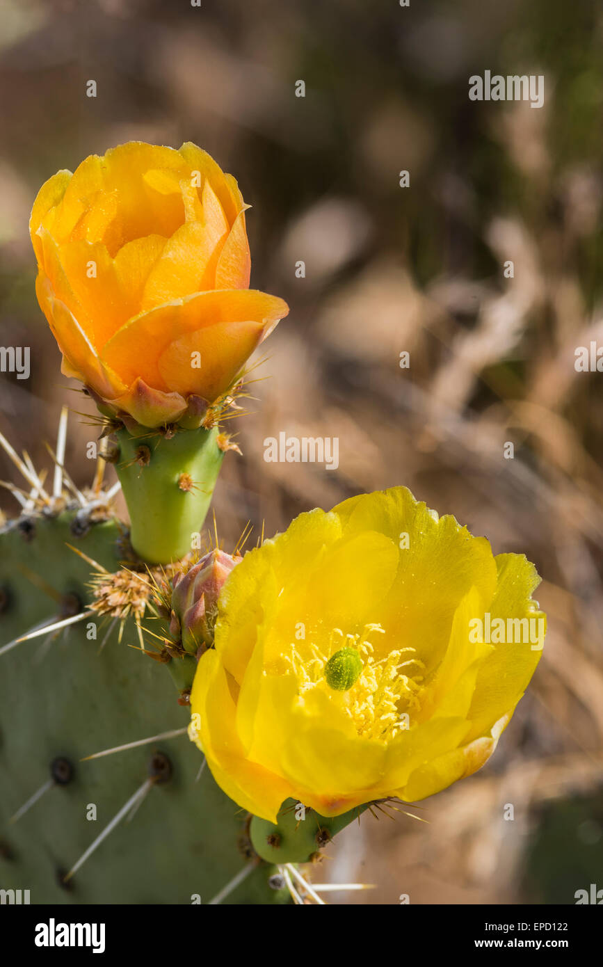 Engelmann Prickly Pear Cactus High Resolution Stock Photography and ...