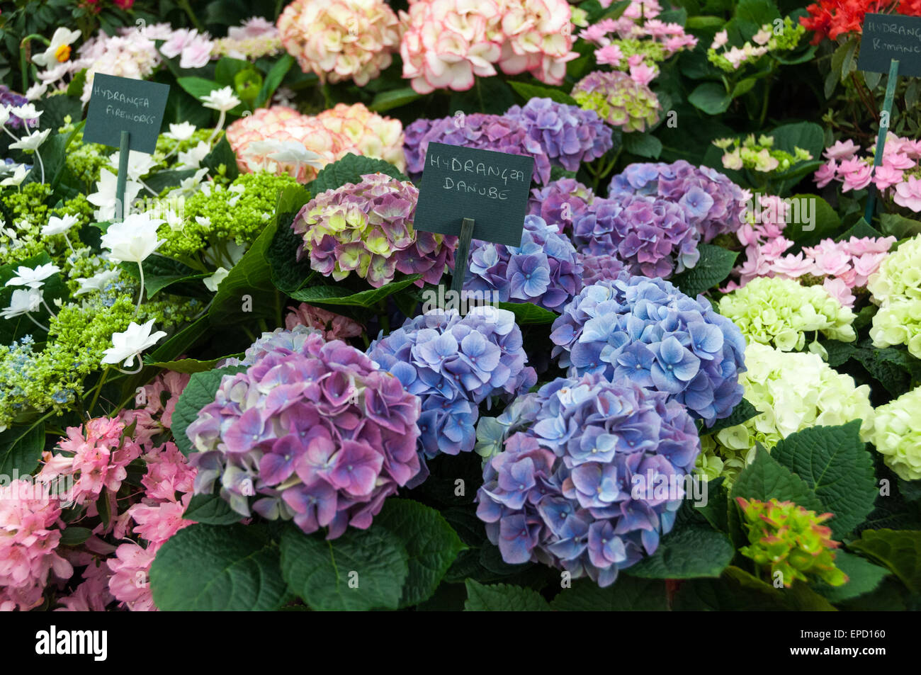 Malvern rhs festival 2015 hi-res stock photography and images - Alamy