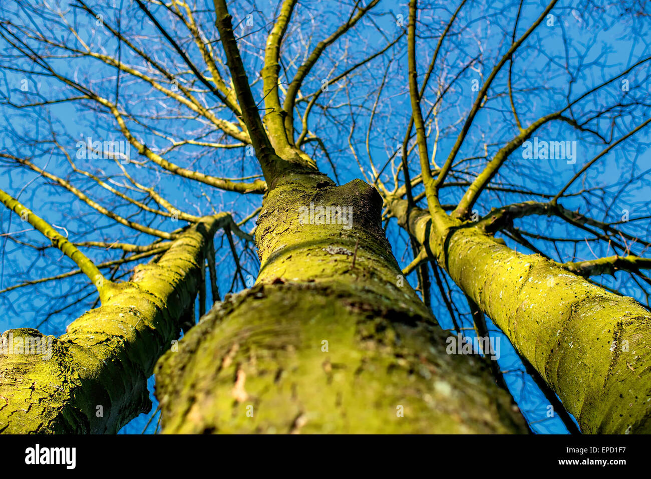 Green trees in Germany Stock Photo - Alamy
