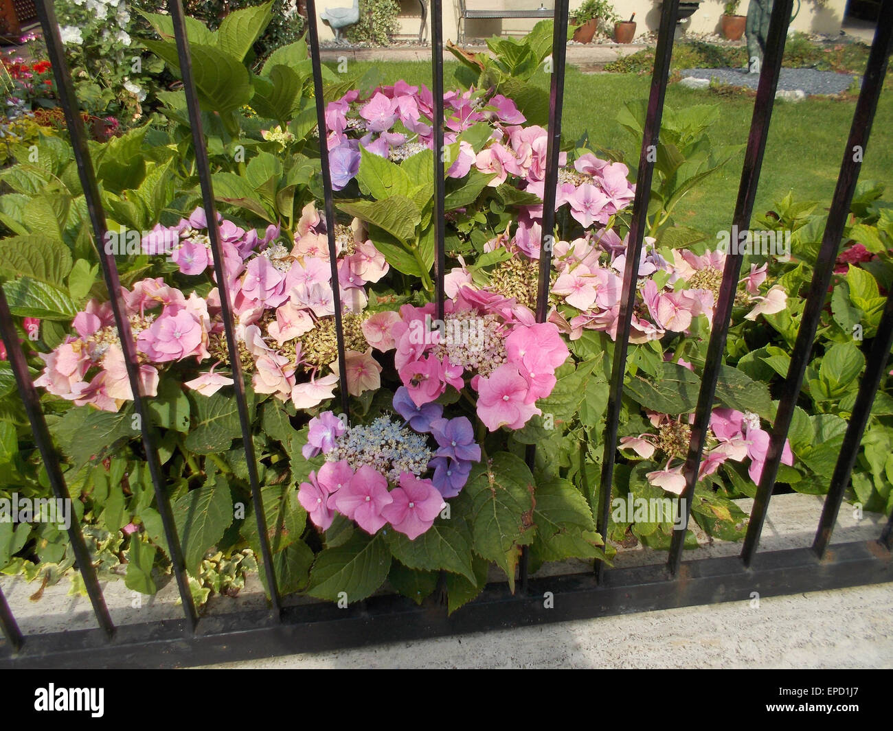 Very beautiful and colorful hydrangeas behind the bars of a nice and ...