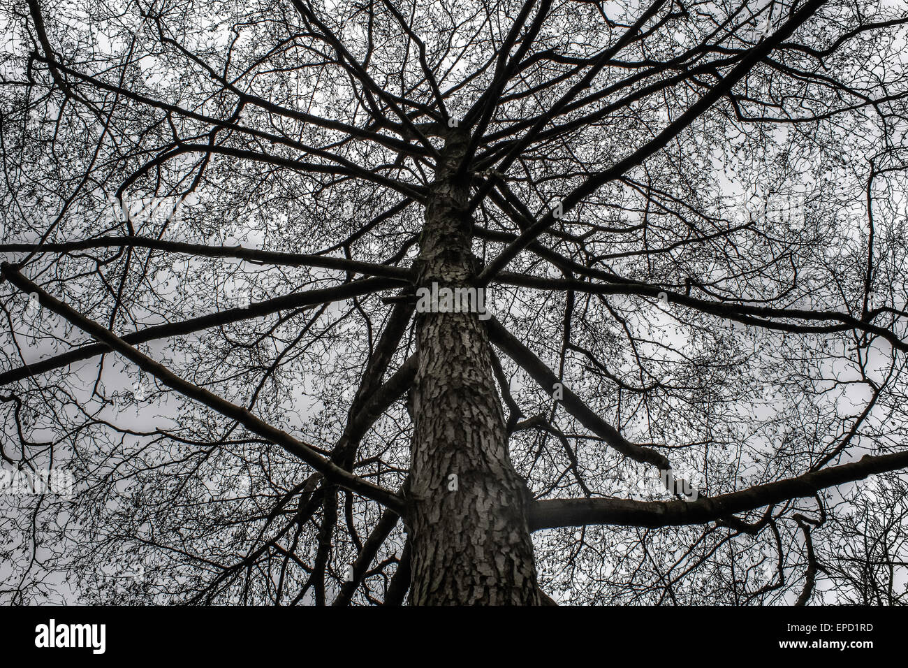 Tree in Germany Stock Photo - Alamy