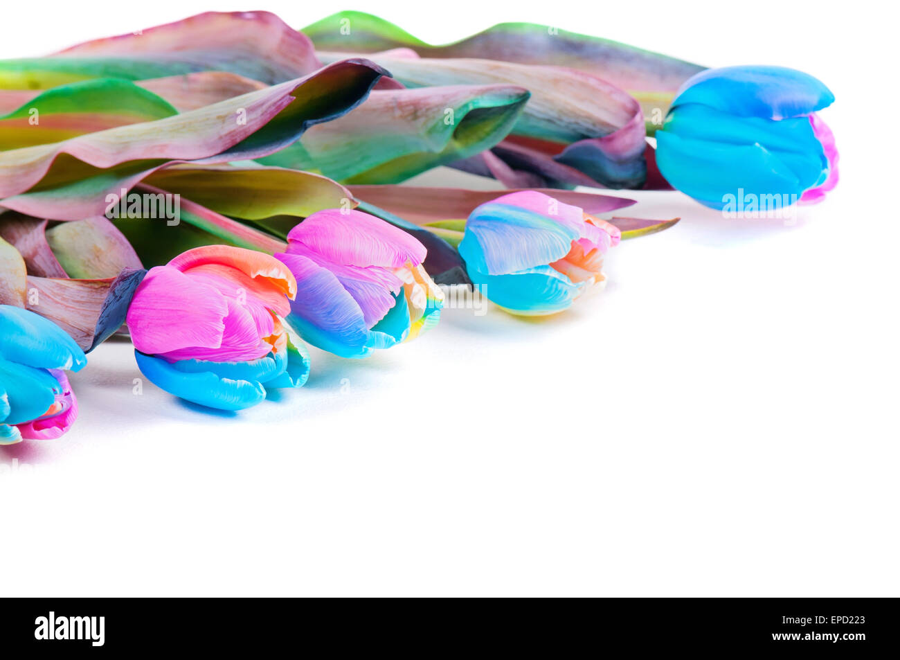 Unusual rainbow tulips on white Stock Photo - Alamy