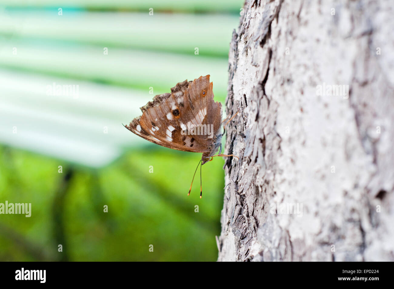 Brown butterfly sitting on a pine tree Stock Photo - Alamy