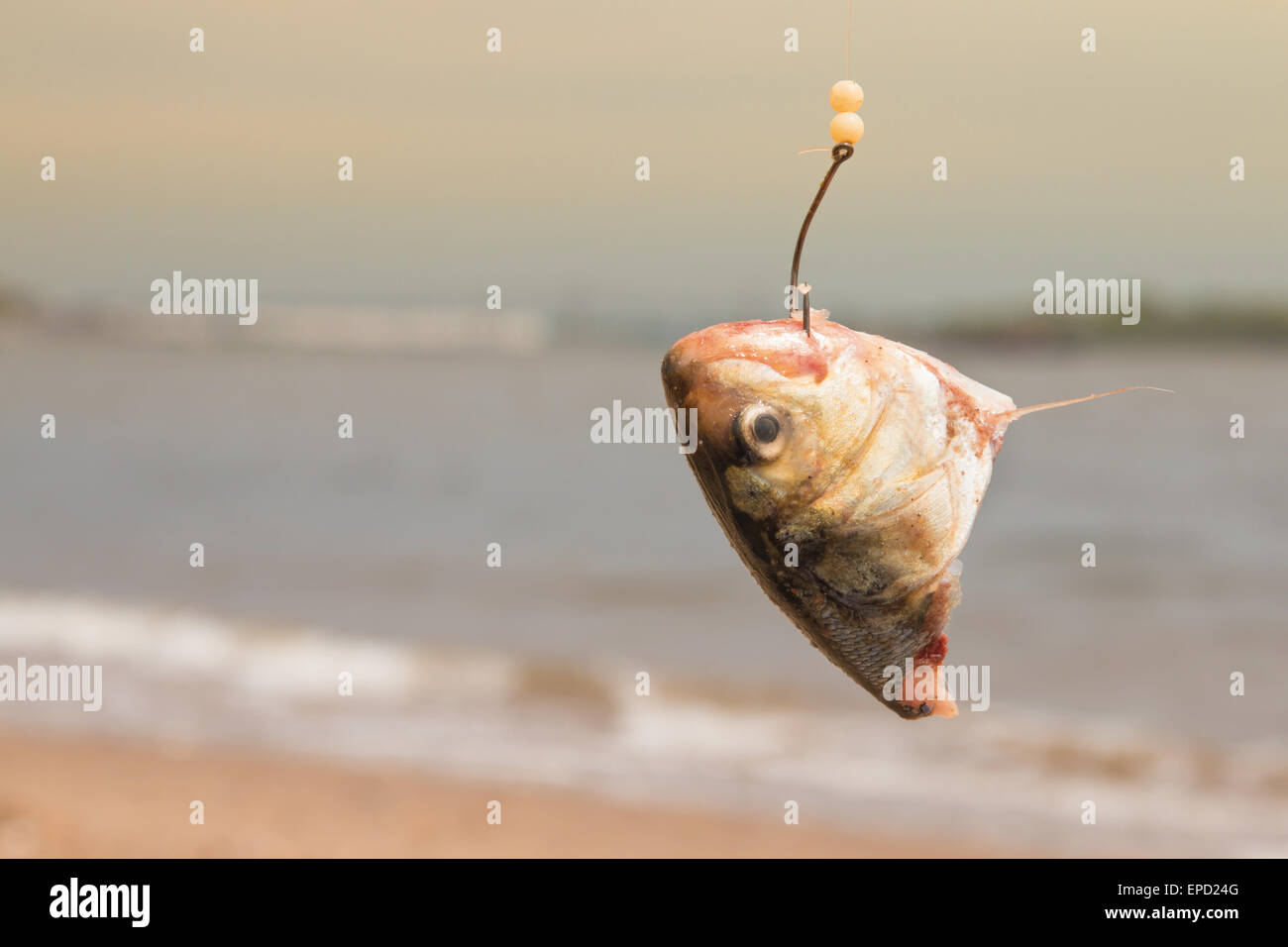 Hanging half fish head Stock Photo - Alamy