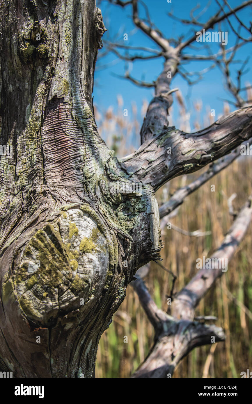 Tree trunk textures and lines Stock Photo - Alamy