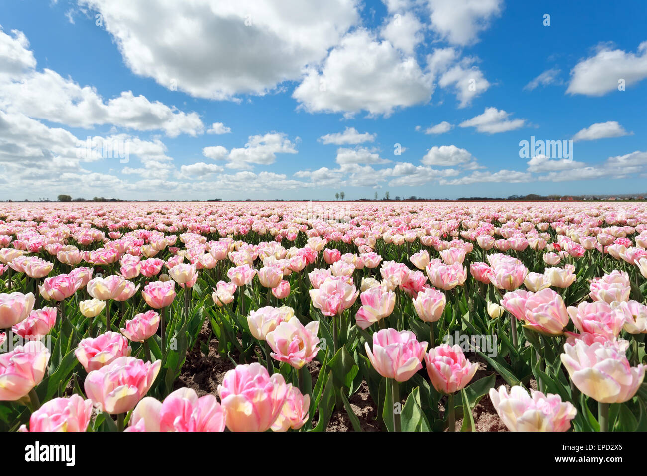 pink tulip field and blue sky, North Holland, Netherlands Stock Photo ...
