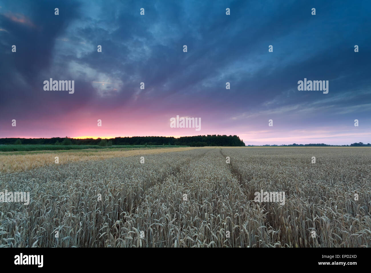 sunset over wheat field in summer Stock Photo - Alamy
