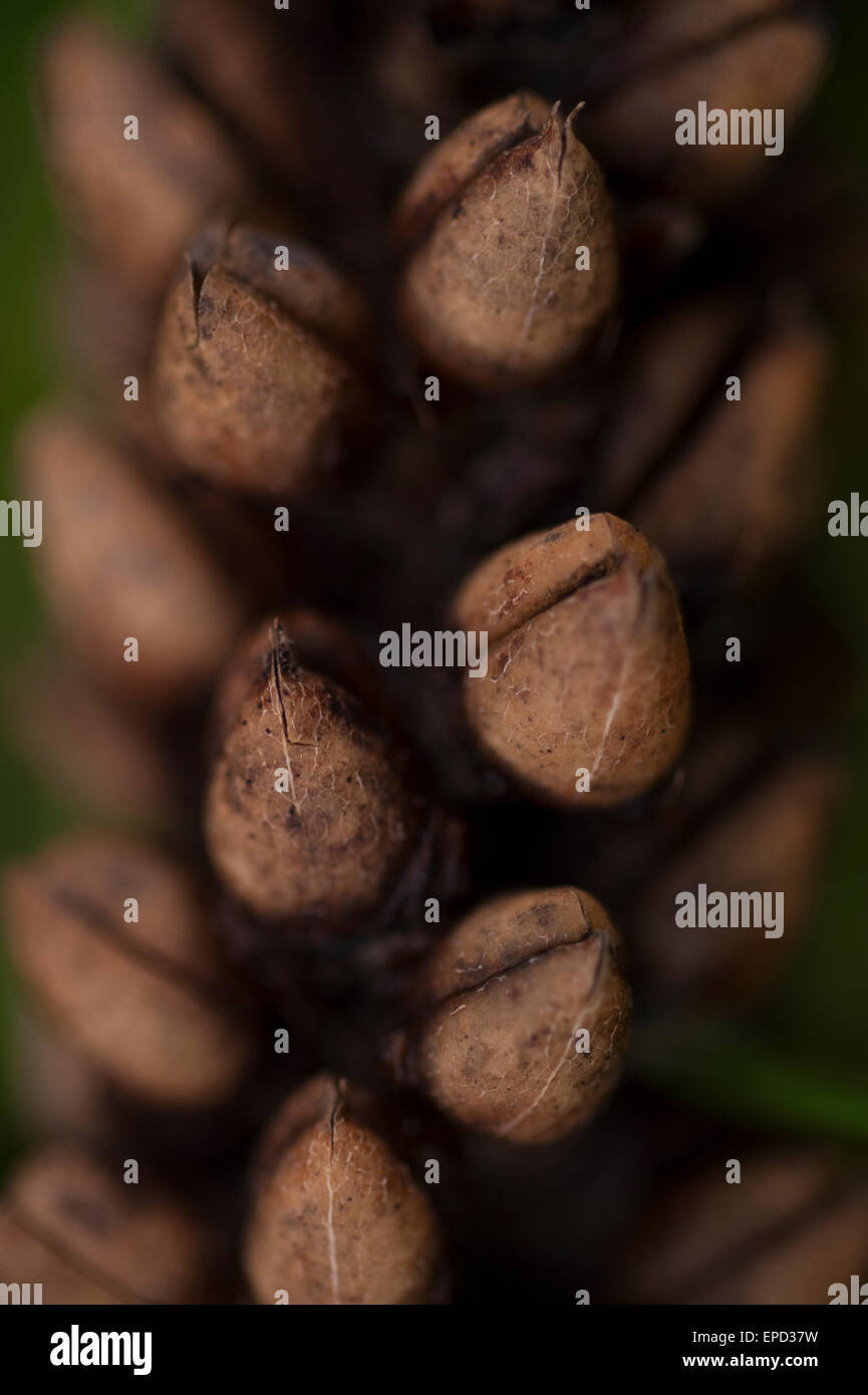 Giant mullien hi-res stock photography and images - Alamy