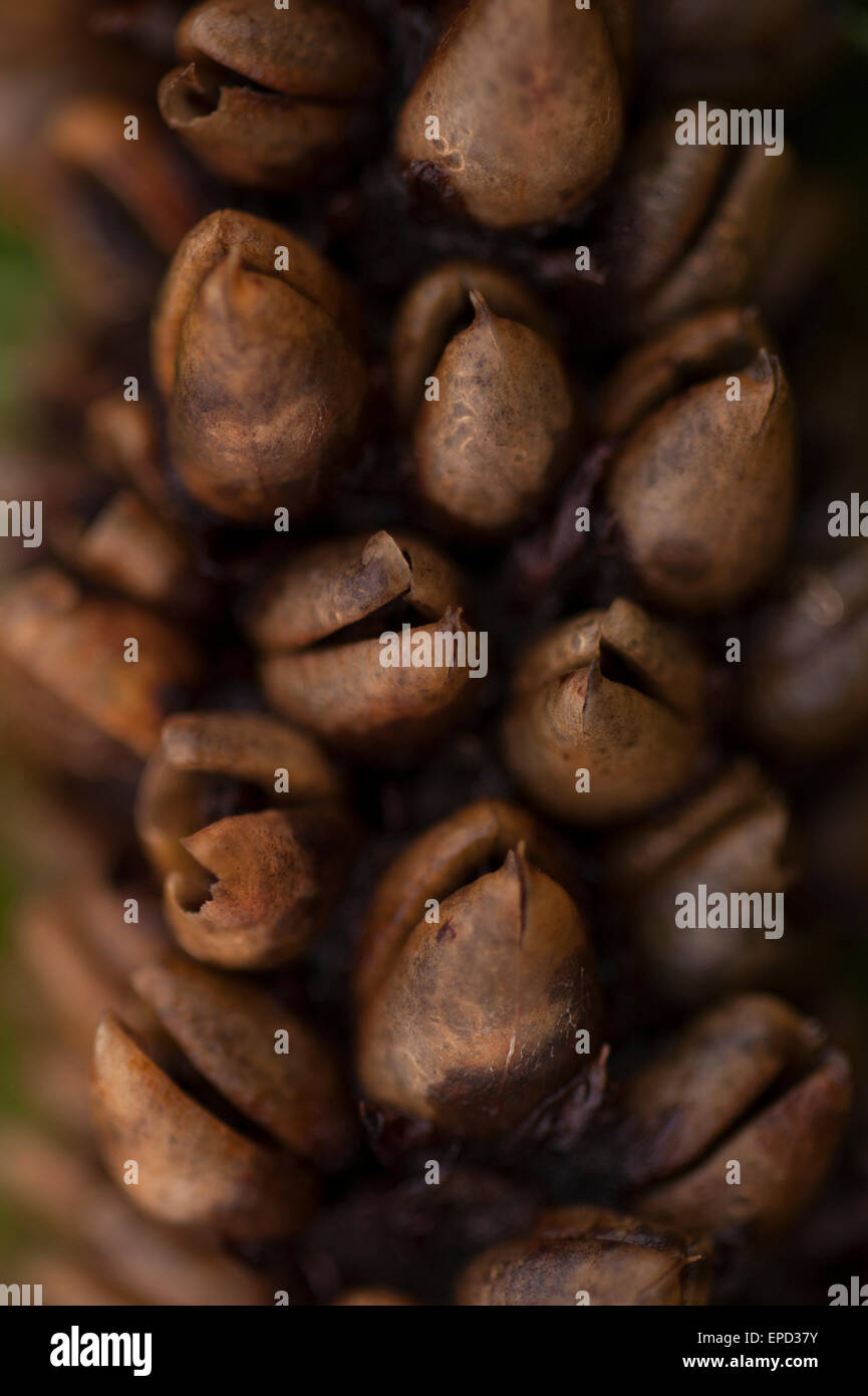 Giant mullen hi-res stock photography and images - Alamy