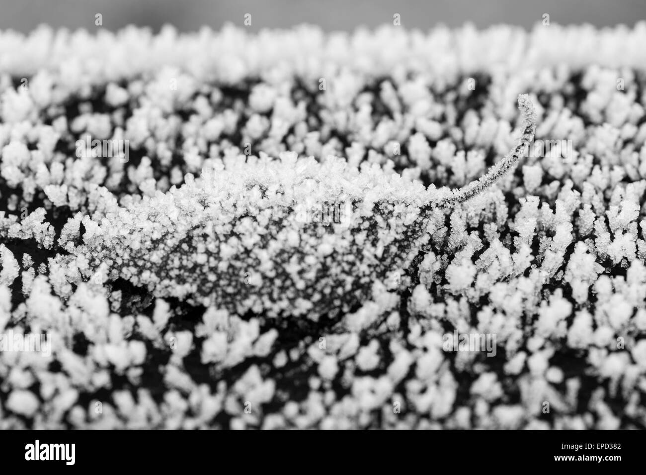 Frosted wood texture Black and White Stock Photos & Images - Alamy