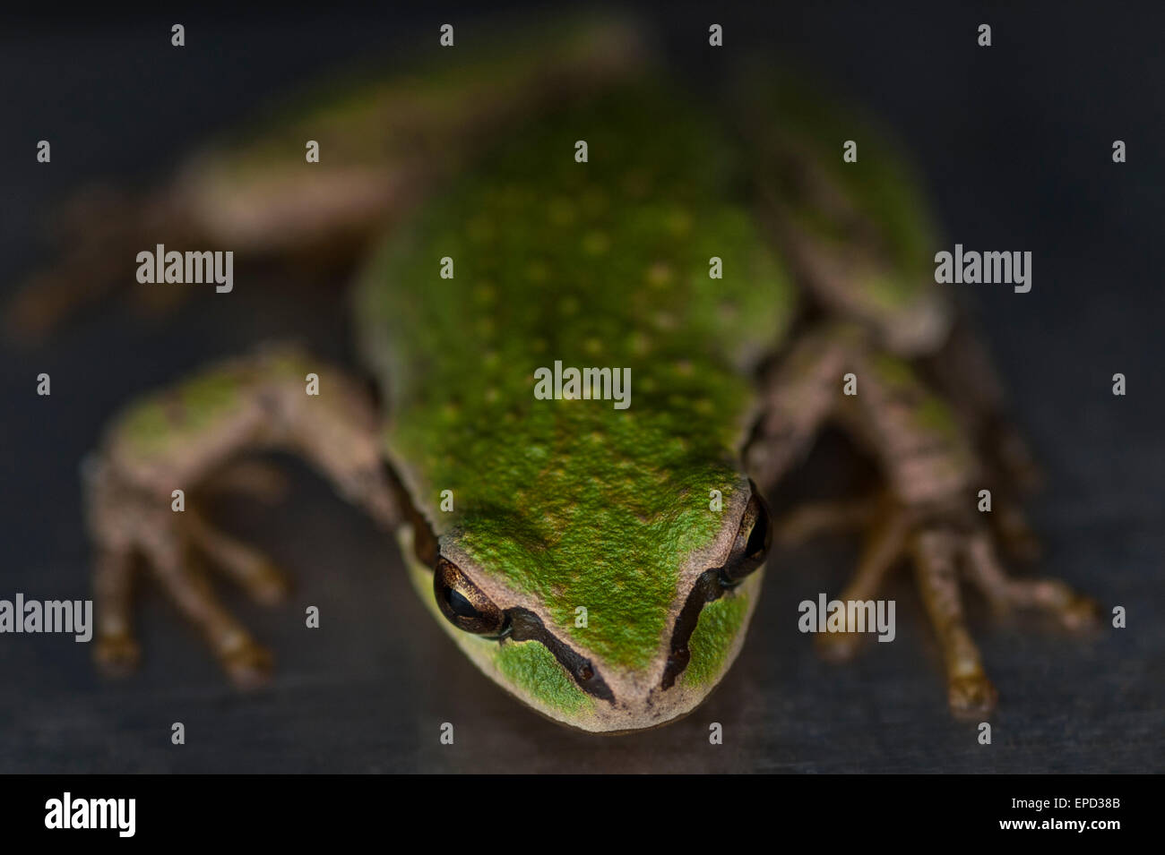 Tree frog close-up Stock Photo - Alamy