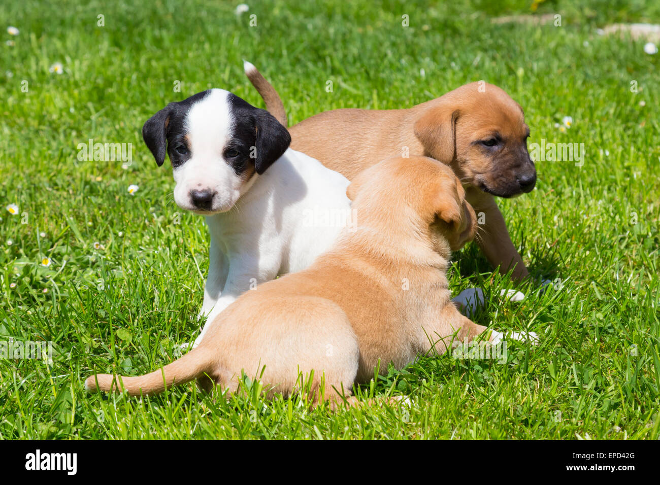Cute puppies outdoor hi-res stock photography and images - Alamy