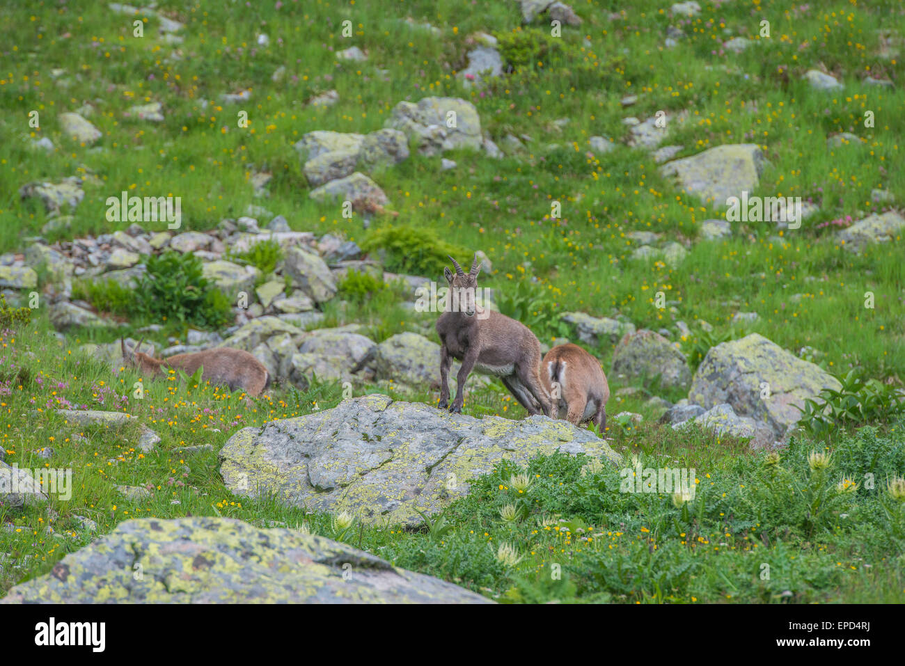 Alpine Ibex in the meadows, French Alps, France Stock Photo - Alamy