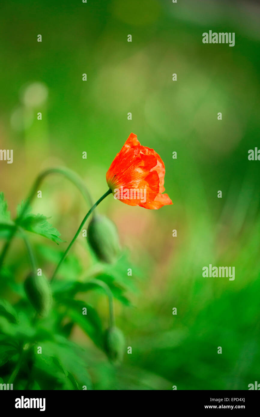 Spring red hi-res stock photography and images - Alamy