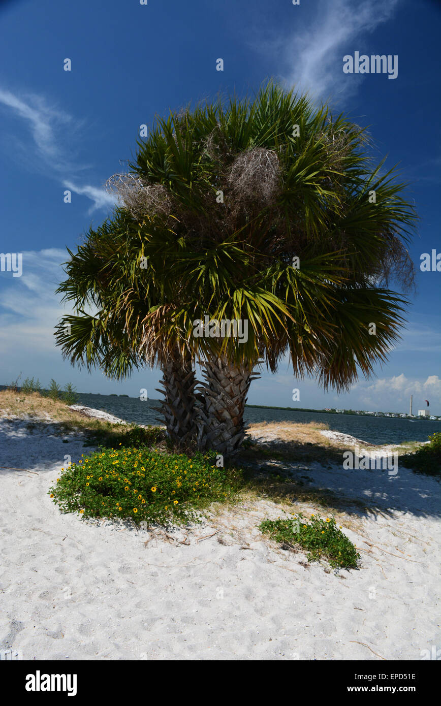 Lovely view of a palm tree, flowers and sky at Fred Howard Beach ...