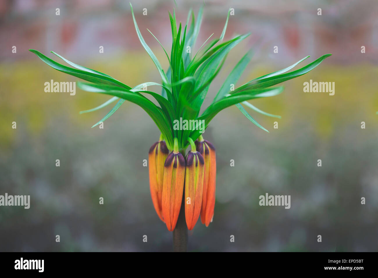 Strange orange spring flower Stock Photo - Alamy