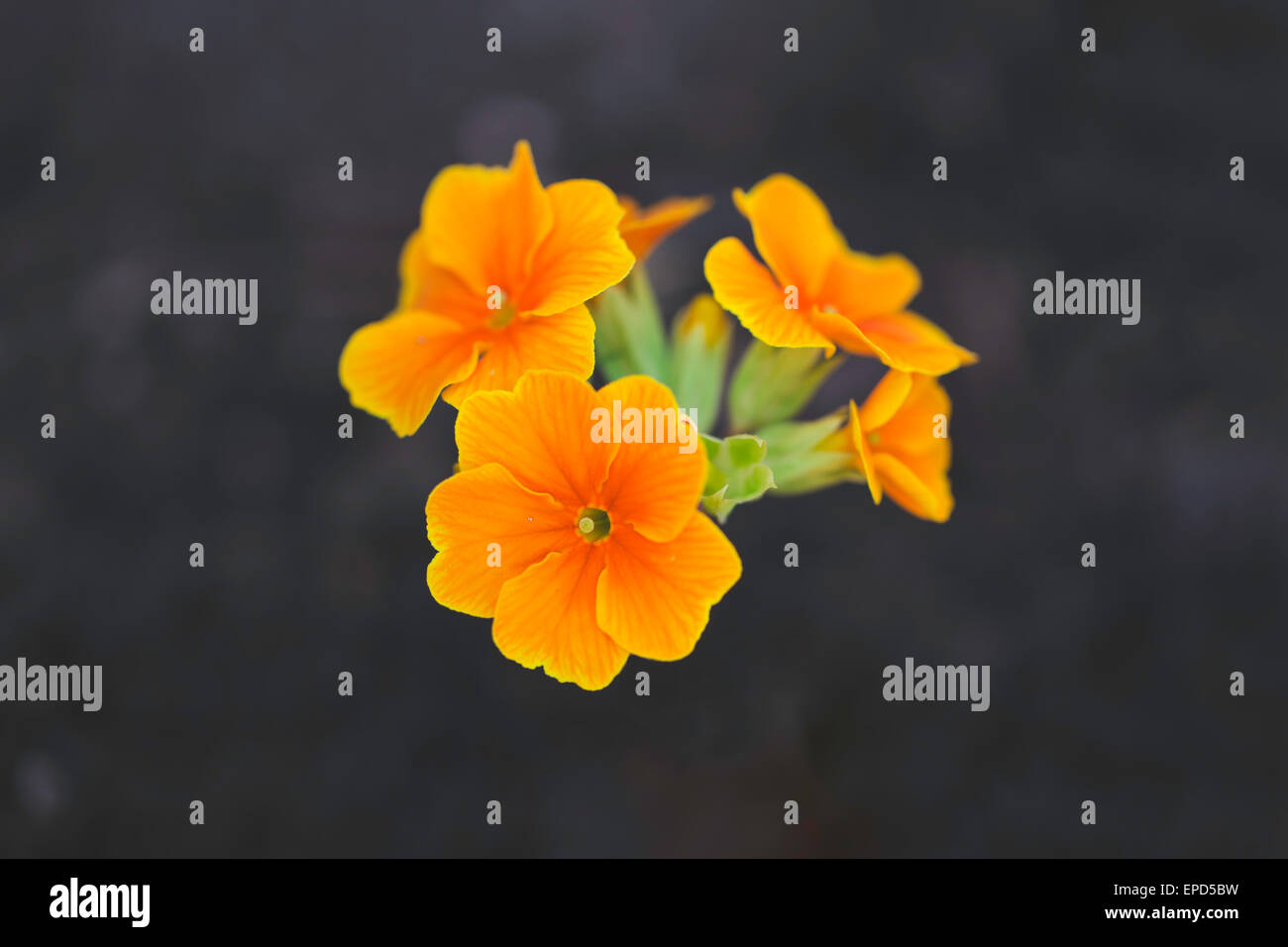 Orange primrose flower Stock Photo - Alamy