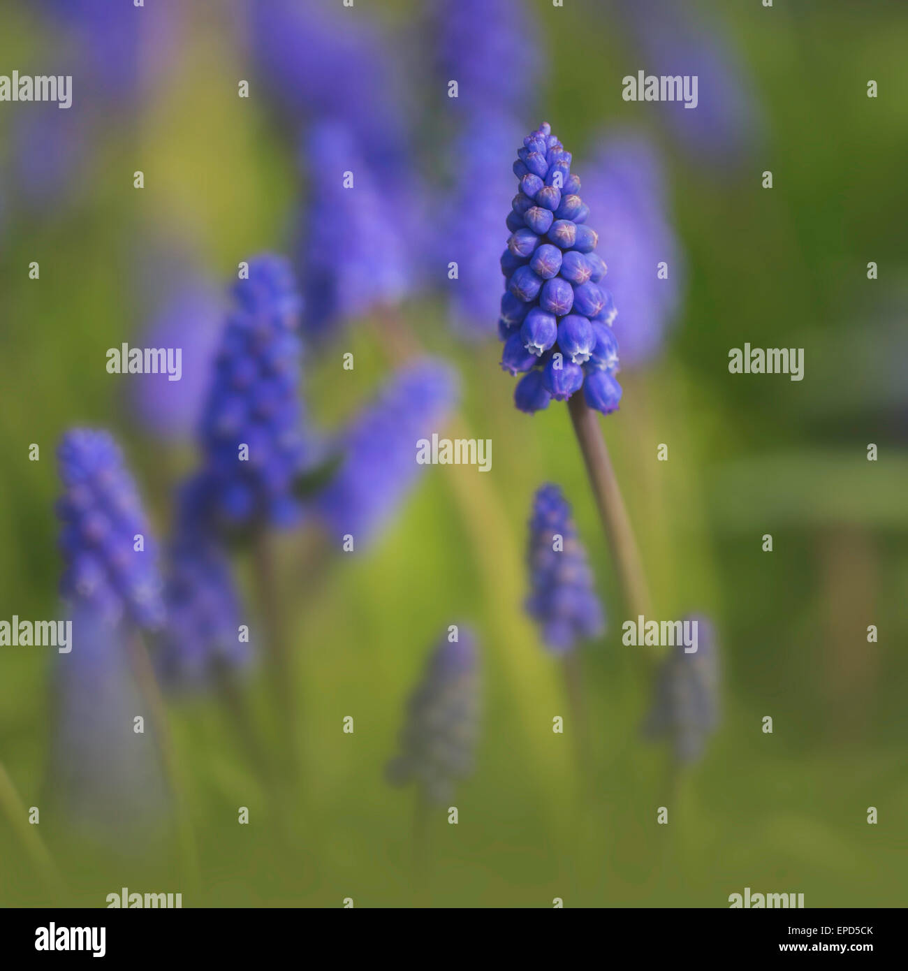 Purple spring flowers Stock Photo - Alamy