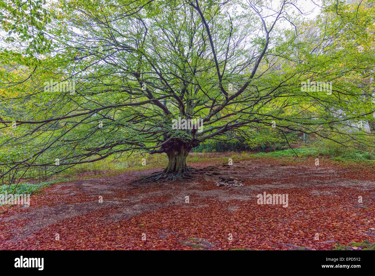 Old big trees hi-res stock photography and images - Alamy