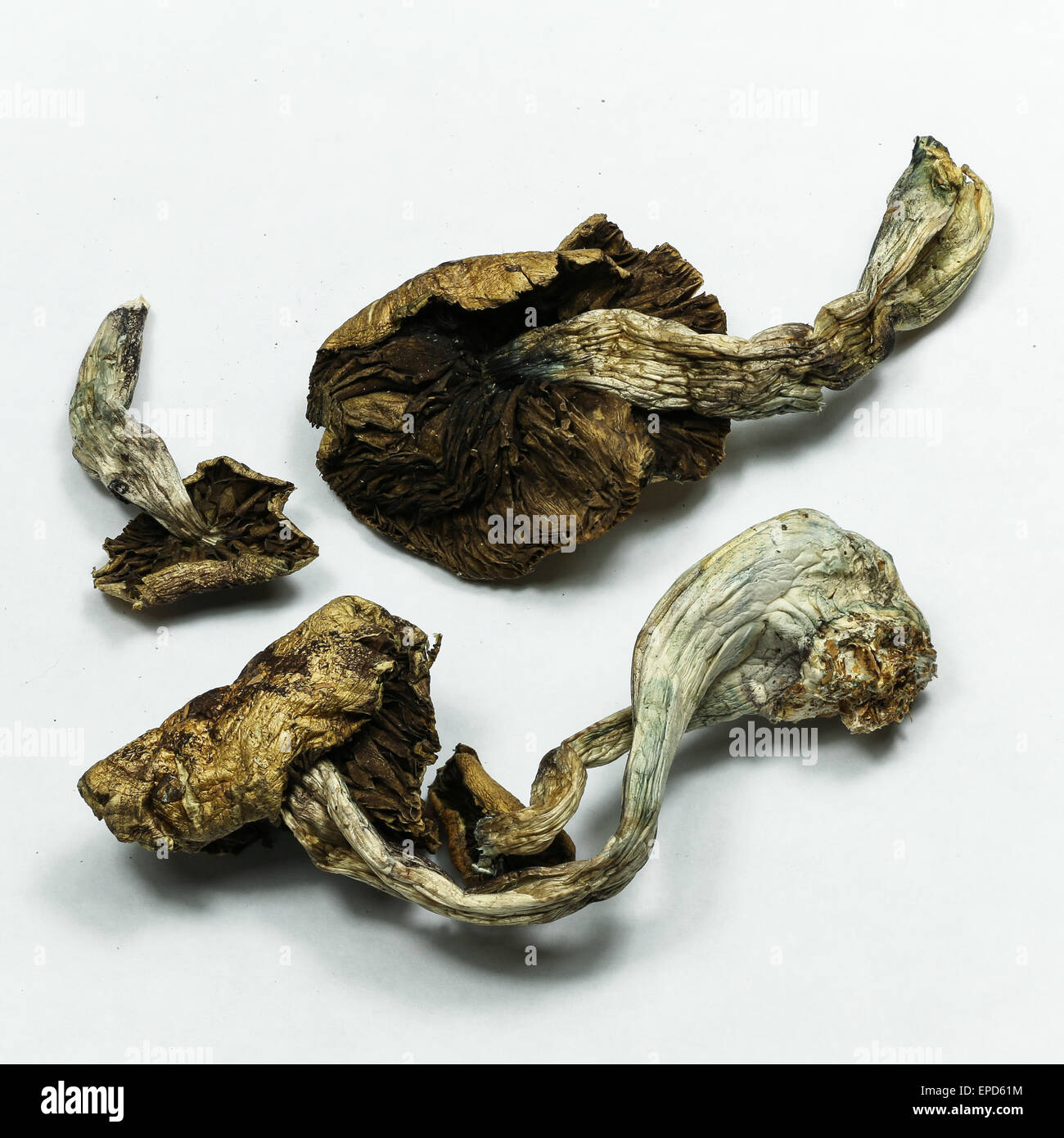 Dried psilocybin mushrooms hi-res stock photography and images - Alamy