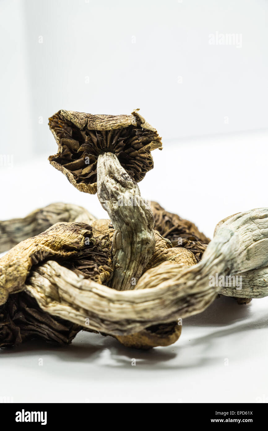 Magic mushrooms psilocybe cubensis hi-res stock photography and images ...