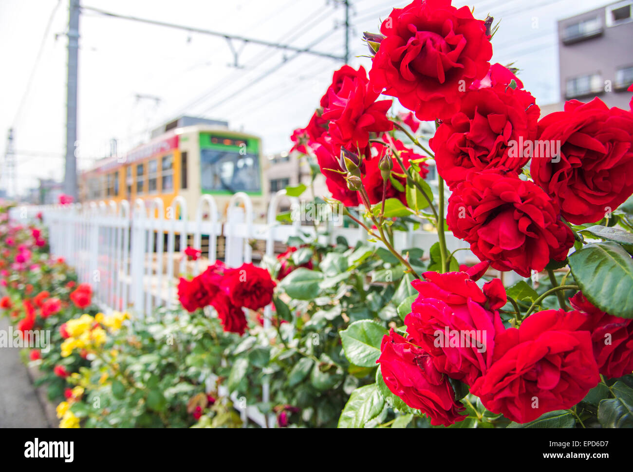 Toden Arakawa Line, near Arakawa-Shakomae Station,Arakawa-Ku,Tokyo ...