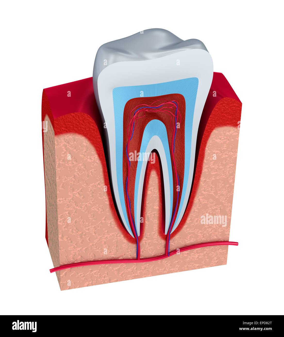 Section of the tooth. pulp with nerves and blood vessels Stock Photo ...