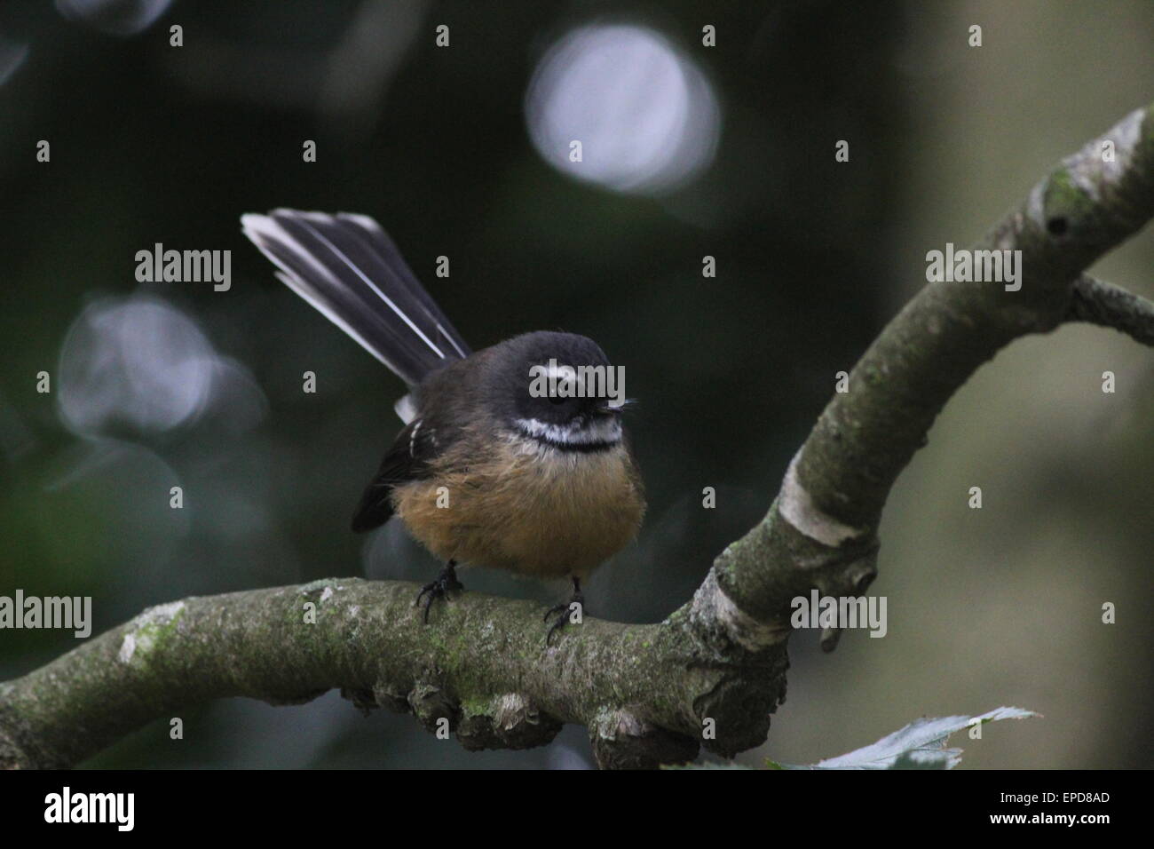 Bird on branch in native, natural bush (Fantail Stock Photo - Alamy